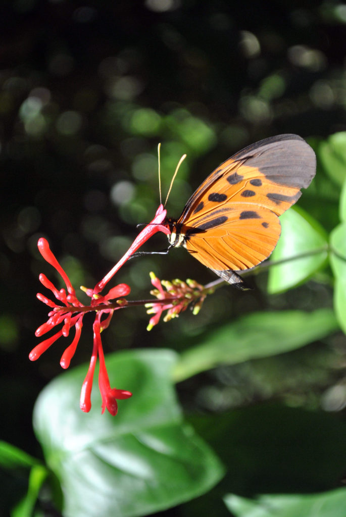 Peru Amazon Basin
