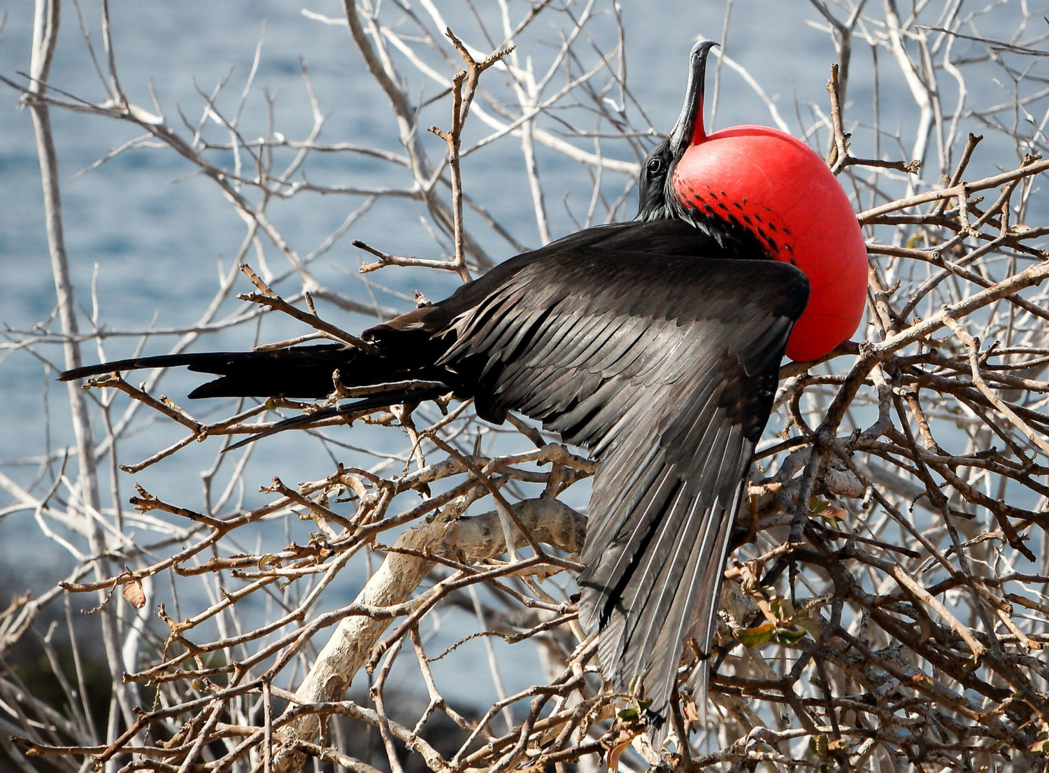 Galapagos Islands Wildlife