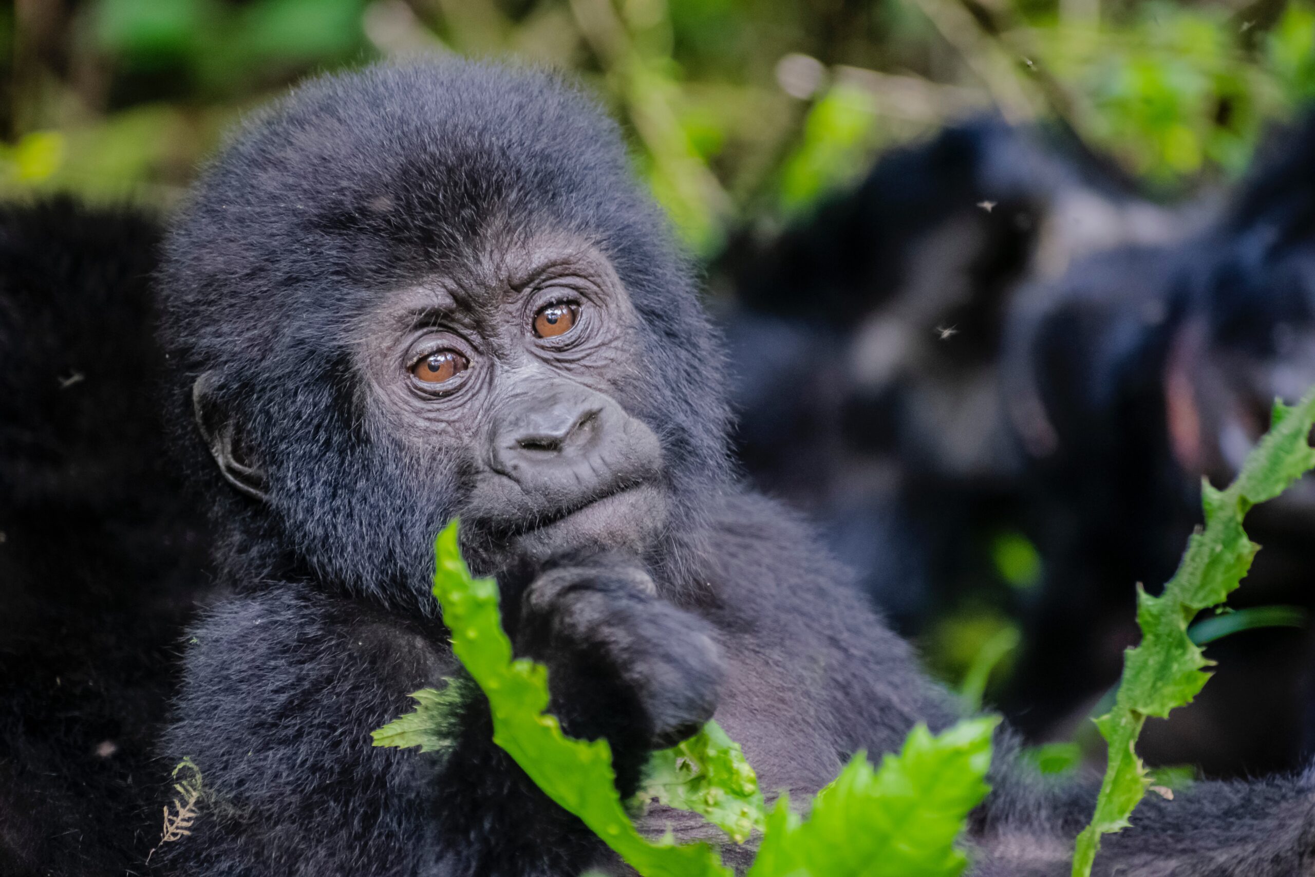Uganda Wildlife & Nature • Moxley & Co